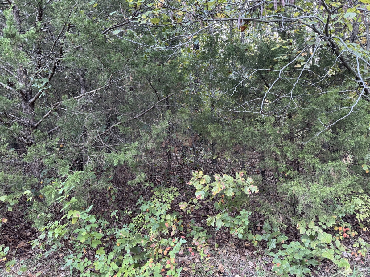 Three Residential Lots For Sale In Horseshoe Bend Arkansas | Land For Sale